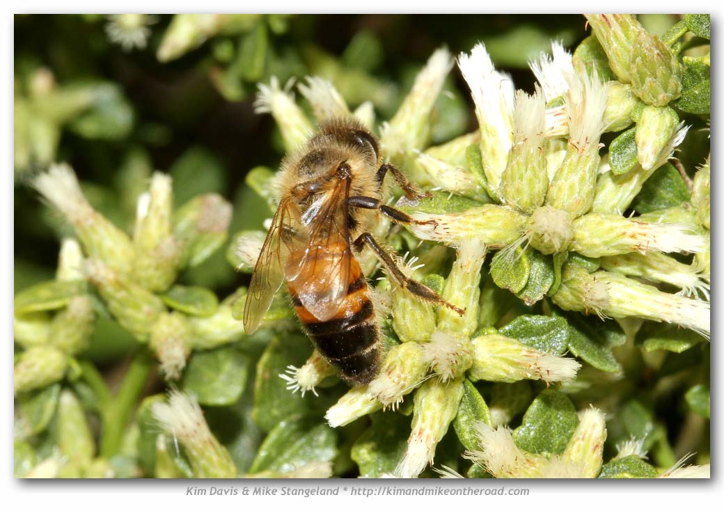 Apis mellifera (Honeybee, maybe Africanized)