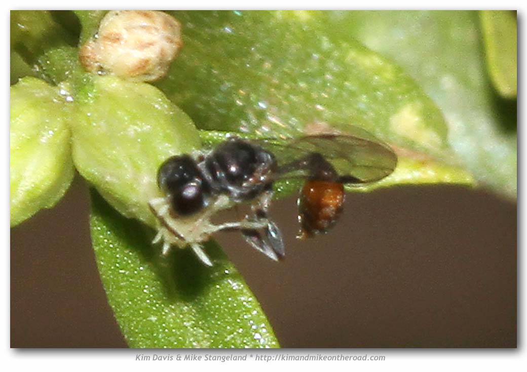 Prionyx parkeri (Thread-waisted Wasp)