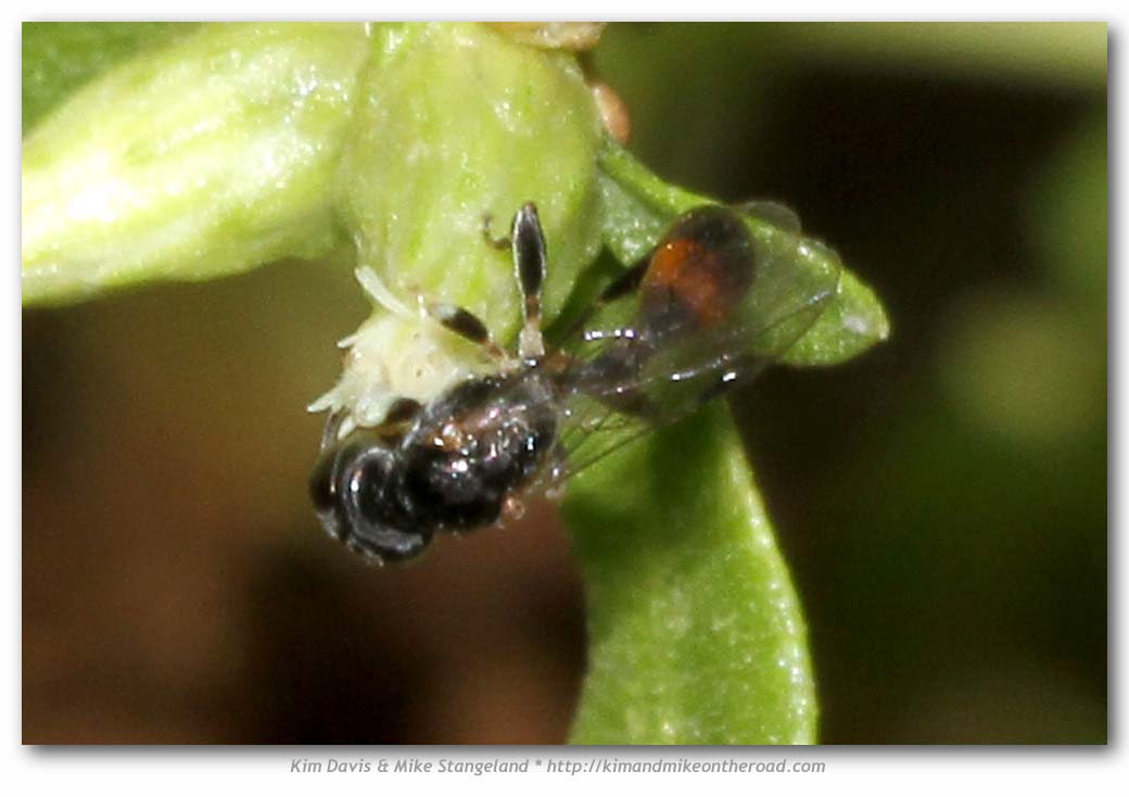 Prionyx parkeri (Thread-waisted Wasp)