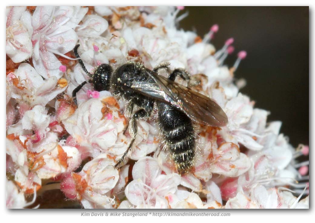 Tiphia sp. (Tiphiid Wasp)