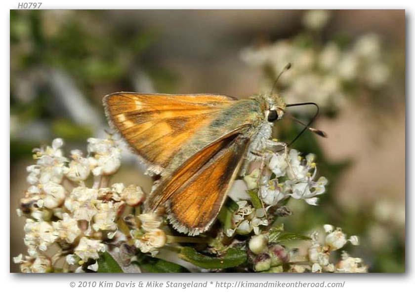 Hesperia pahaska williamsi (Pahaska Skipper)
