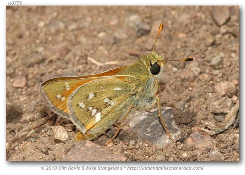 Hesperia pahaska williamsi (Pahaska Skipper)