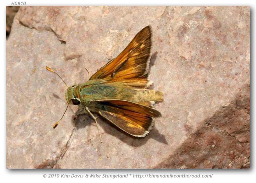 Hesperia pahaska williamsi (Pahaska Skipper)