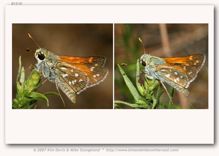 Hesperia pahaska williamsi (Pahaska Skipper)