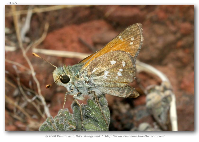 Hesperia pahaska williamsi (Pahaska Skipper)