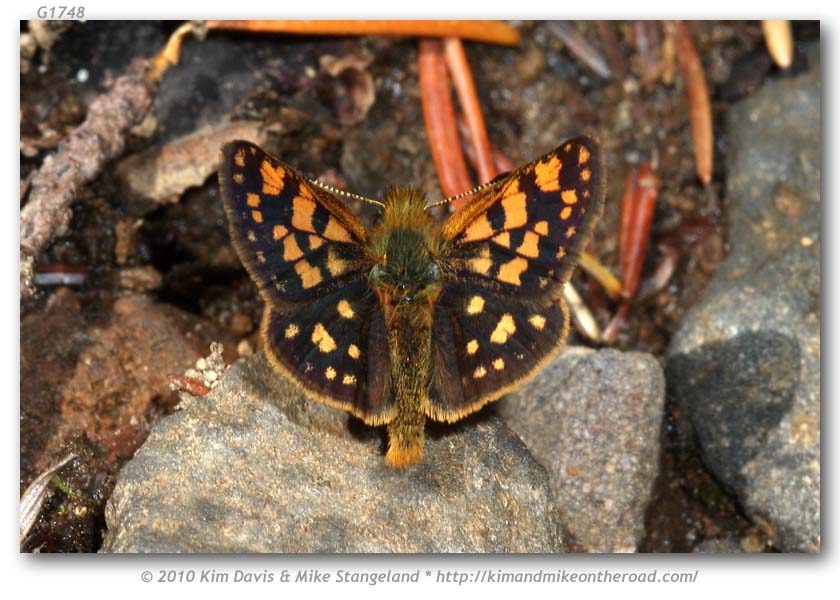 Carterocephalus palaemon skada (Arctic Skipperling)