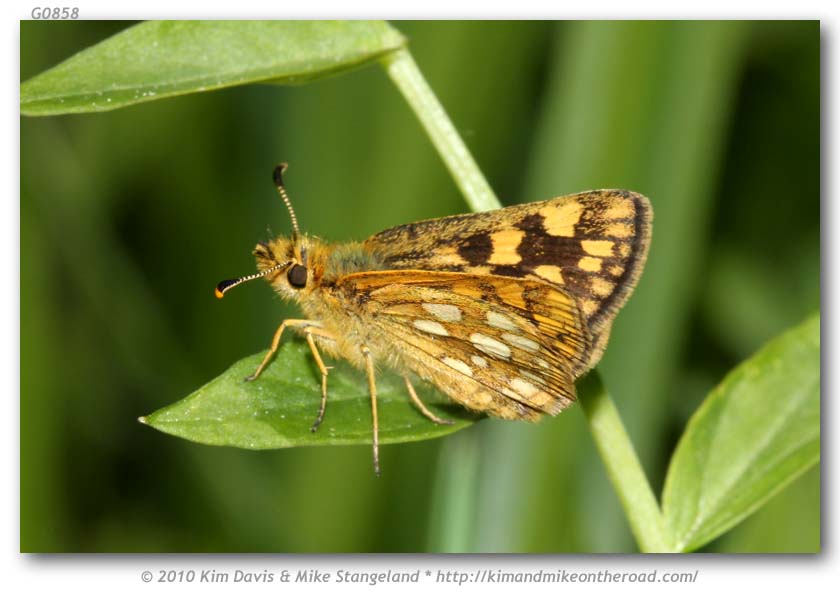 Carterocephalus palaemon skada (Arctic Skipperling)
