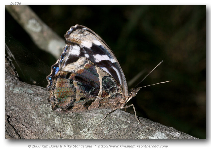 Myscelia e. ethusa (Mexican Bluewing)