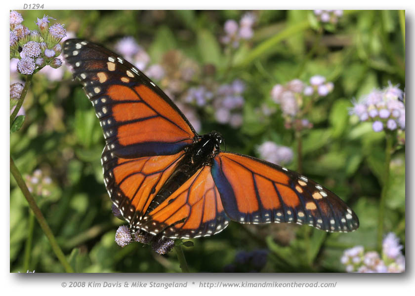 Danaus p. plexippus (Monarch)