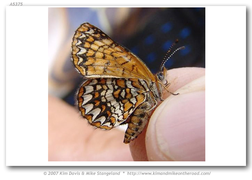 Texola elada ulrica (Elada Checkerspot)