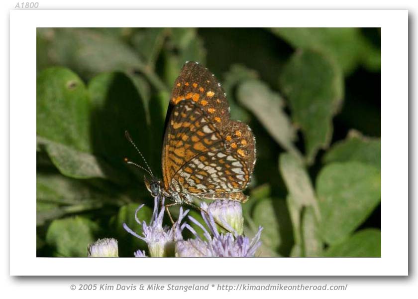 Texola elada ulrica (Elada Checkerspot)
