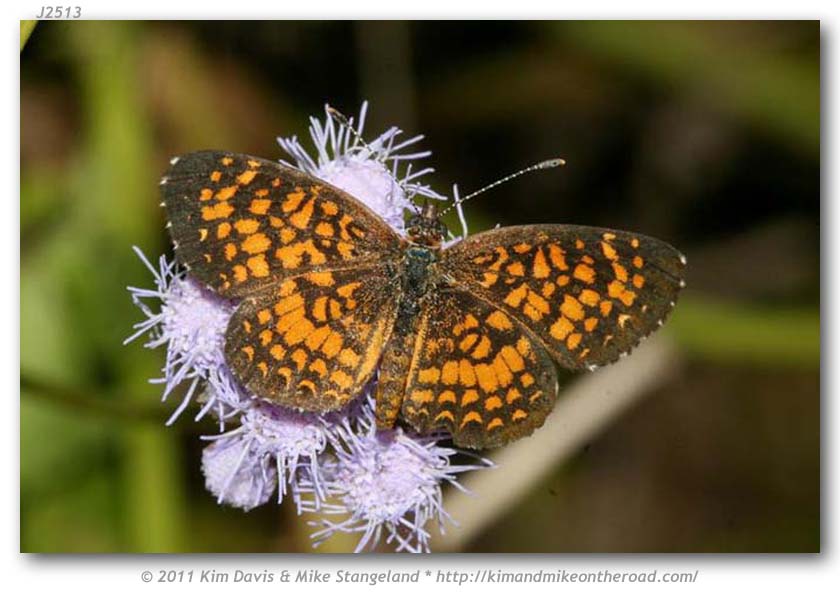 Texola elada ulrica (Elada Checkerspot)