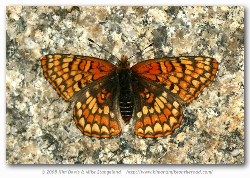 Chlosyne palla australomontana (Northern Checkerspot)