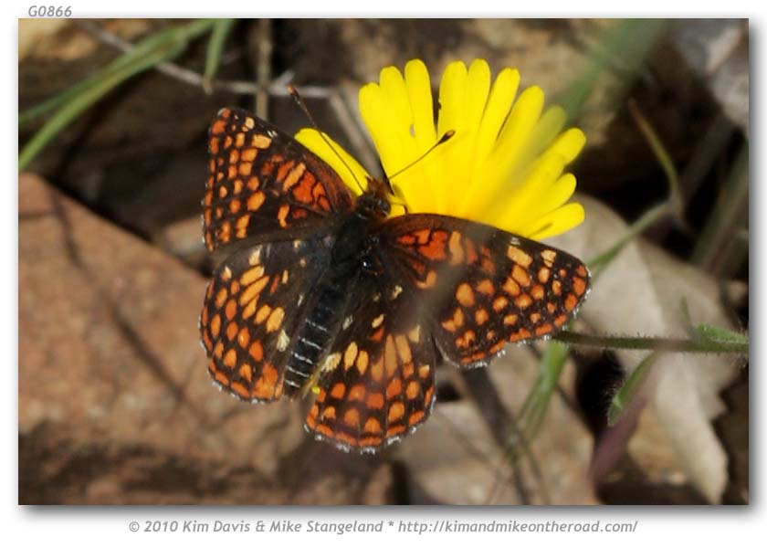 Chlosyne palla eremita (Northern Checkerspot)
