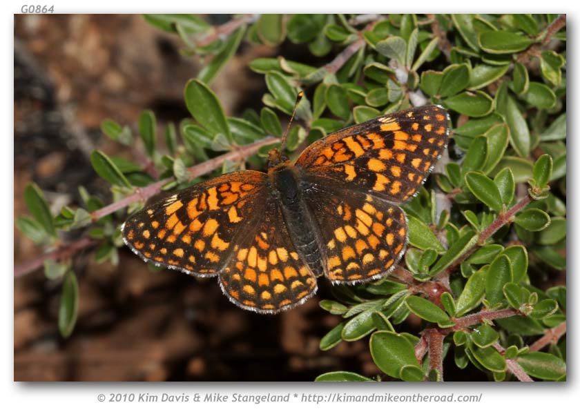 Chlosyne palla eremita (Northern Checkerspot)