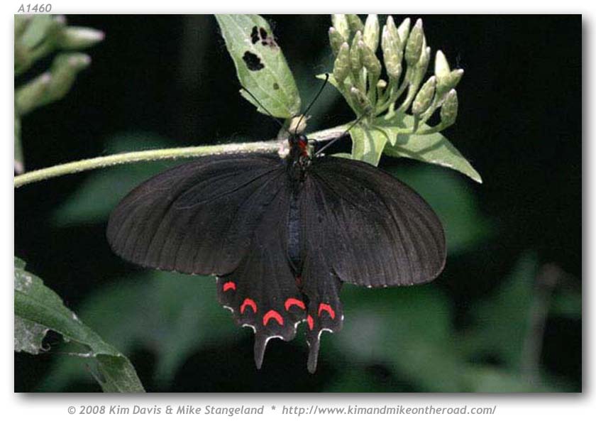 Parides montezuma (Montezuma’s Cattleheart)