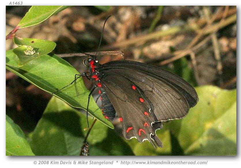 Parides montezuma (Montezuma’s Cattleheart)