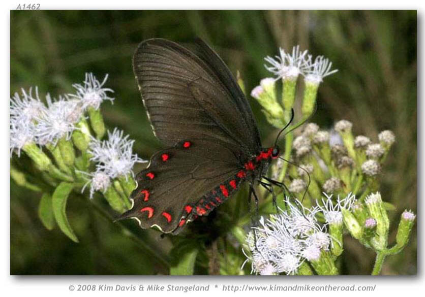 Parides montezuma (Montezuma’s Cattleheart)