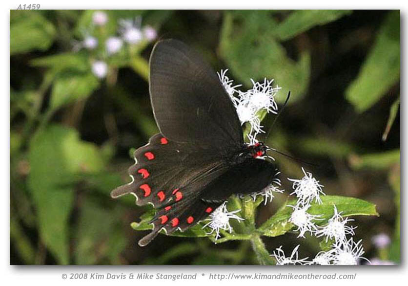 Parides montezuma (Montezuma’s Cattleheart)
