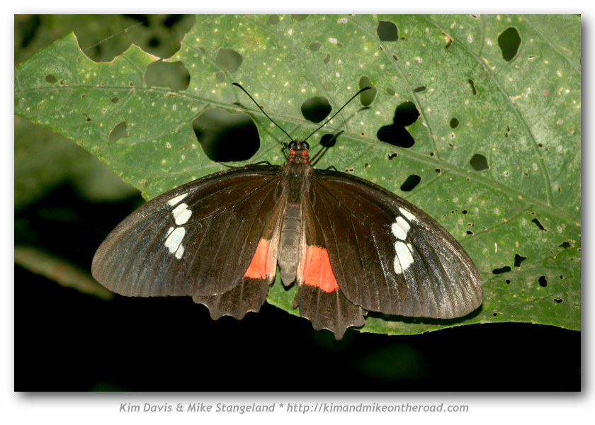 Parides p. panares (Wedge-spotted Cattleheart)