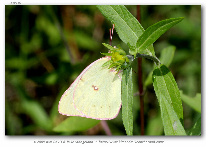 Colias philodice eriphyle (Clouded Sulphur)