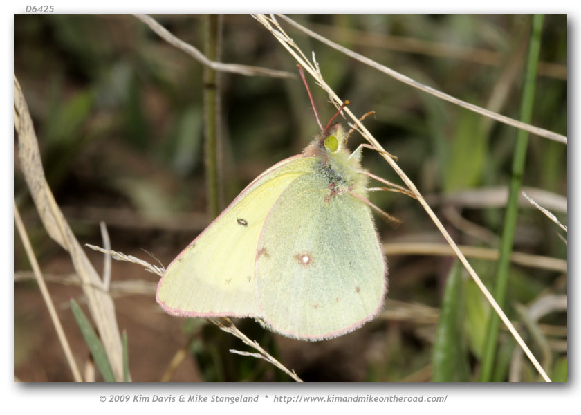 Colias philodice eriphyle (Clouded Sulphur)