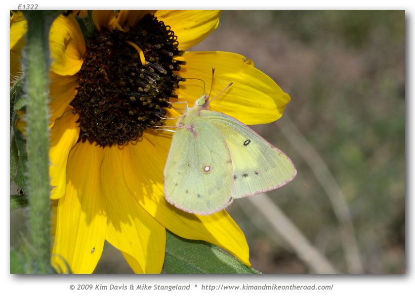 Colias philodice eriphyle (Clouded Sulphur)