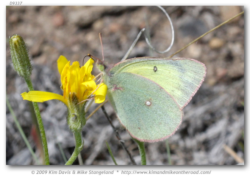 Colias philodice eriphyle (Clouded Sulphur)