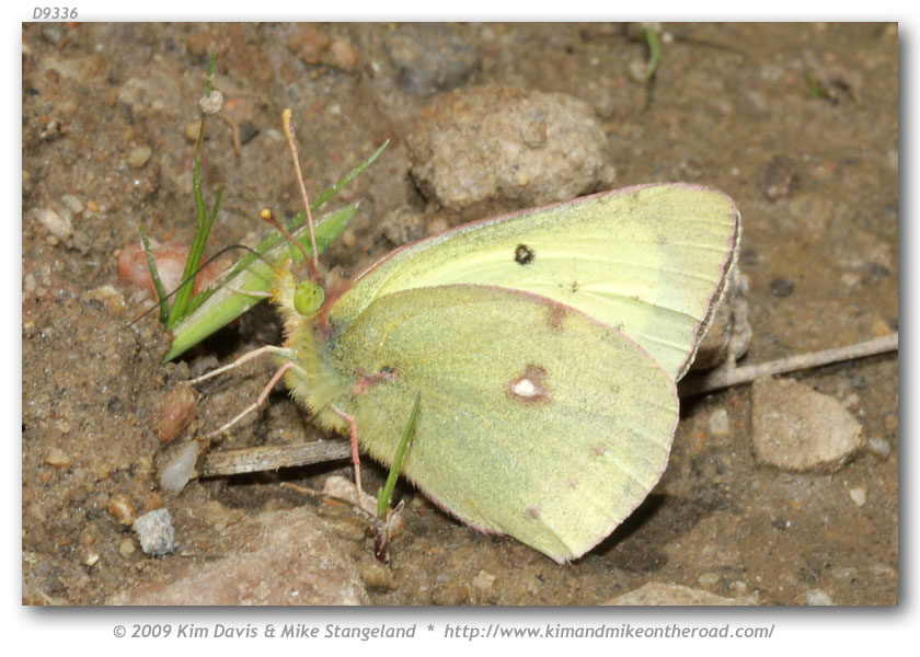 Colias philodice eriphyle (Clouded Sulphur)