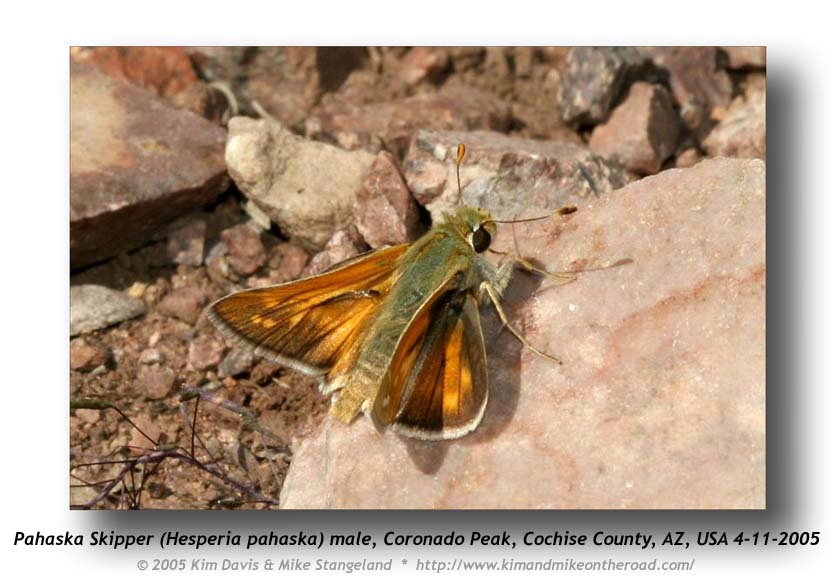 Pahaska Skipper