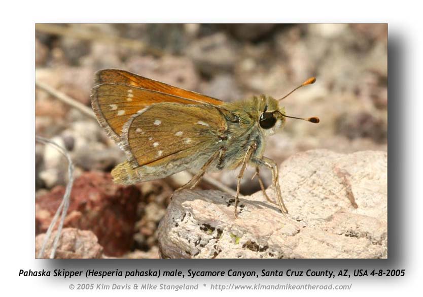 Pahaska Skipper