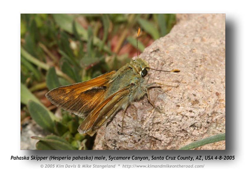 Pahaska Skipper