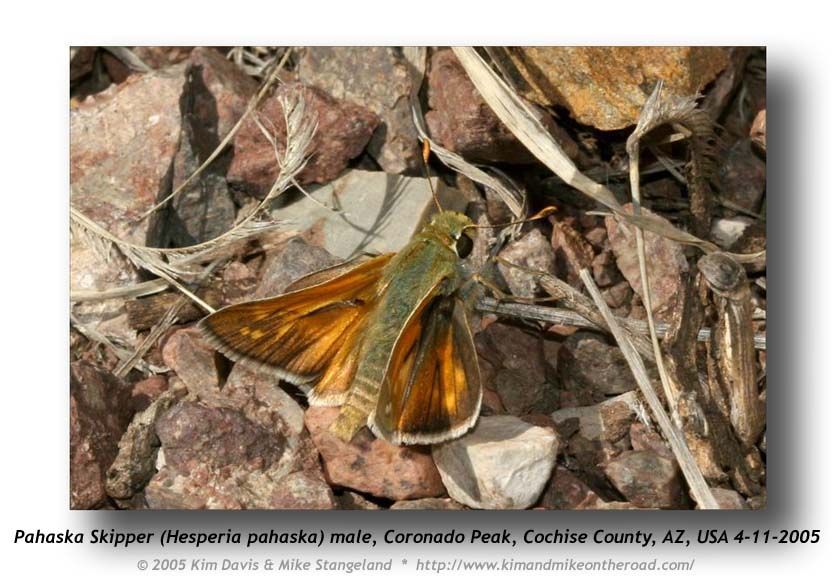 Pahaska Skipper