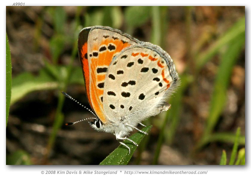 Lycaena cupreus lapidicola (Lustrous Copper)