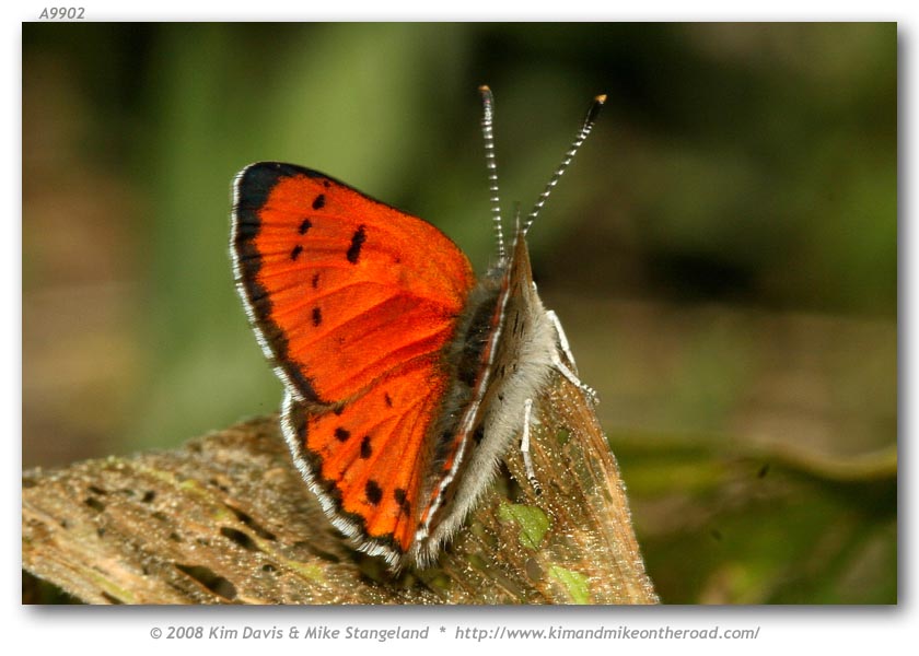 Lycaena cupreus lapidicola (Lustrous Copper)