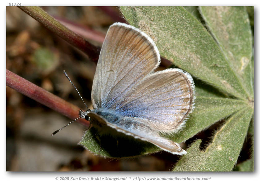 Icaricia i. icarioides (Boisduval’s Blue)