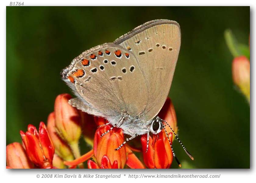 Satyrium titus campus (Coral Hairstreak)