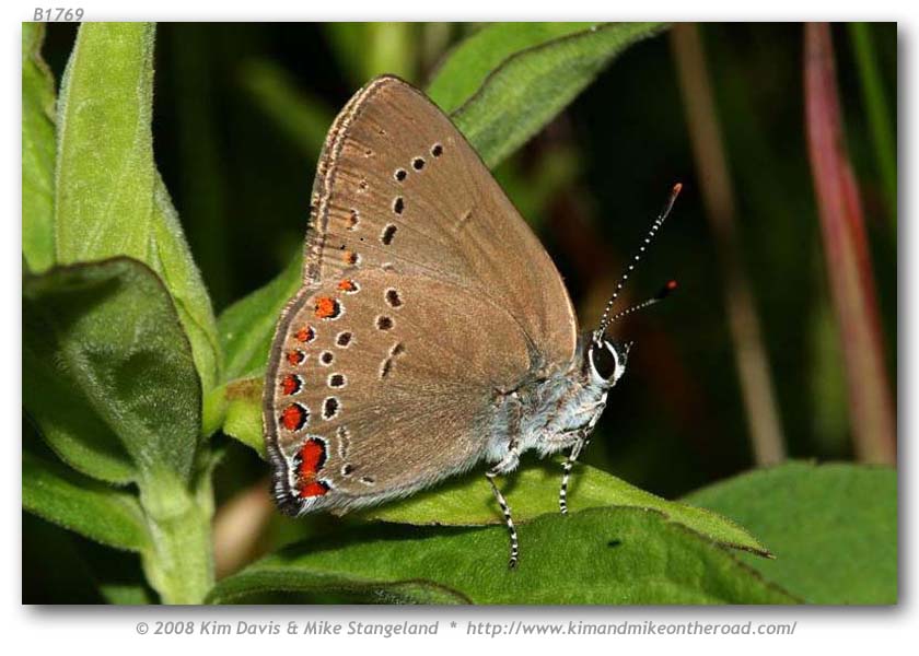 Satyrium titus campus (Coral Hairstreak)
