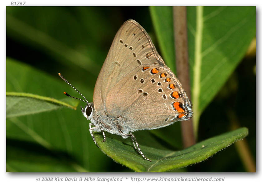 Satyrium titus campus (Coral Hairstreak)