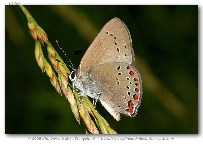 Satyrium titus campus (Coral Hairstreak)