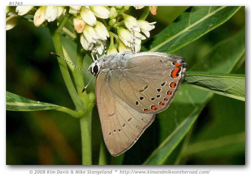 Satyrium titus campus (Coral Hairstreak)